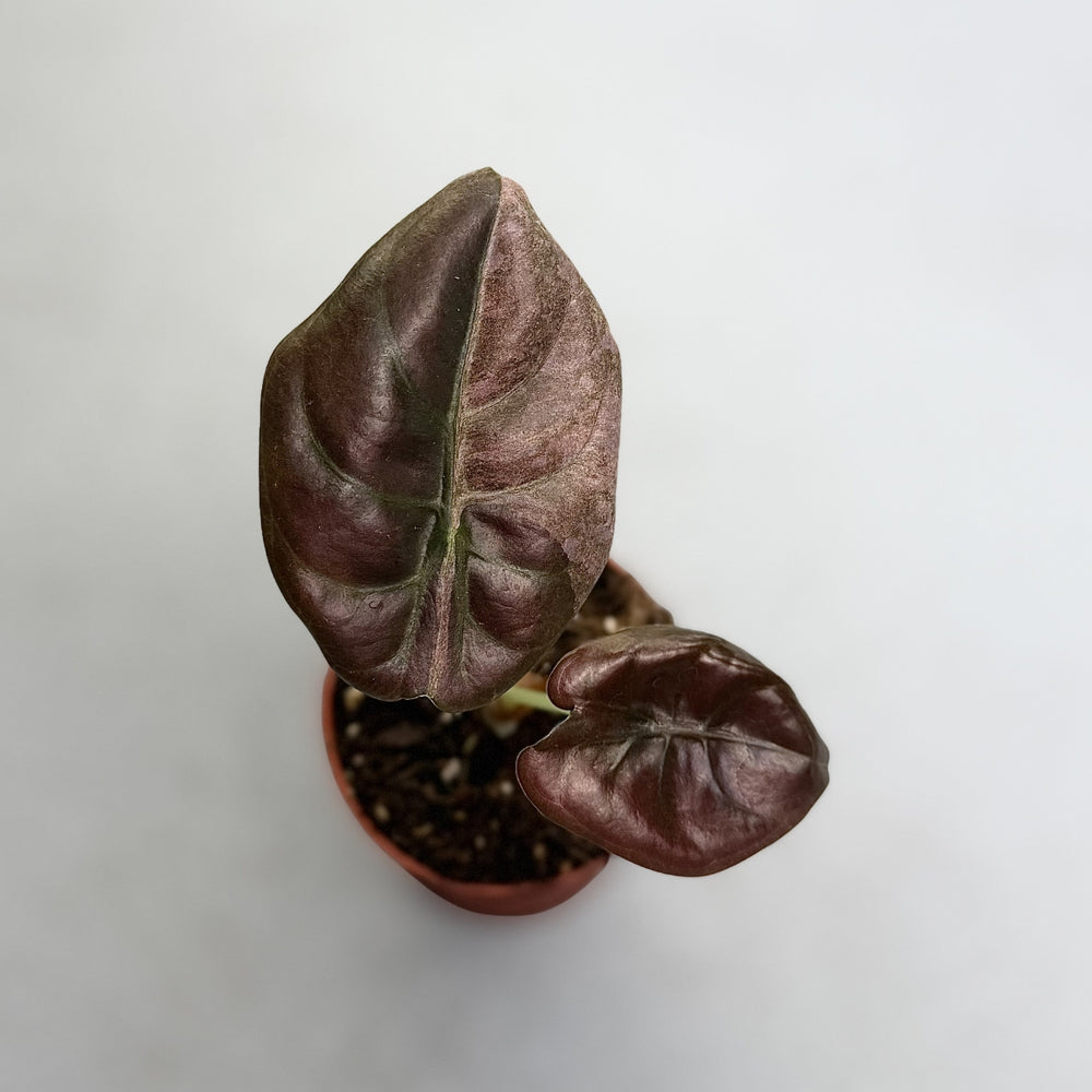 Alocasia Cuprea Pink Mint Variegata